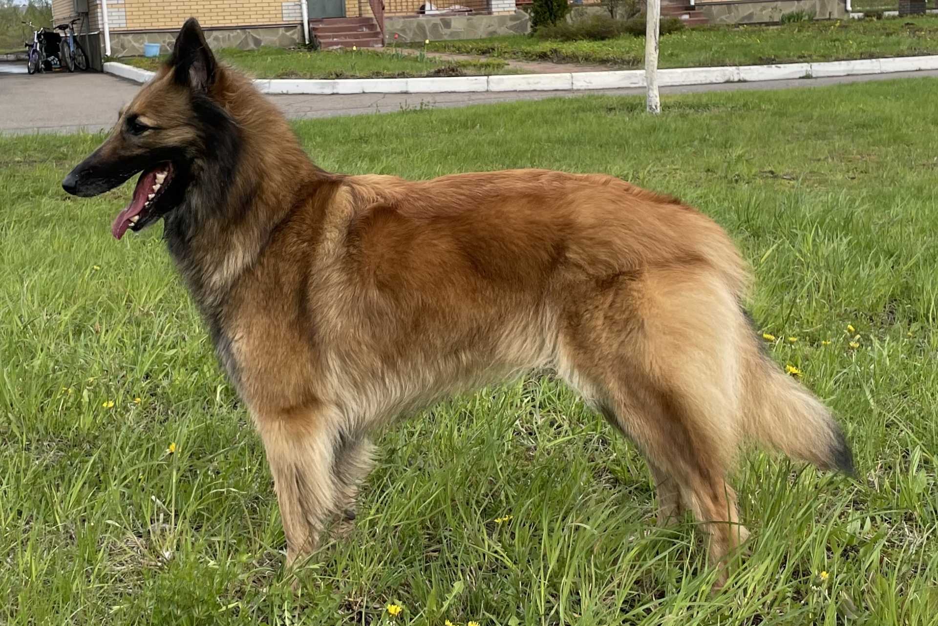 Фото собак породы Бельгийская Овчарка. PetsMan